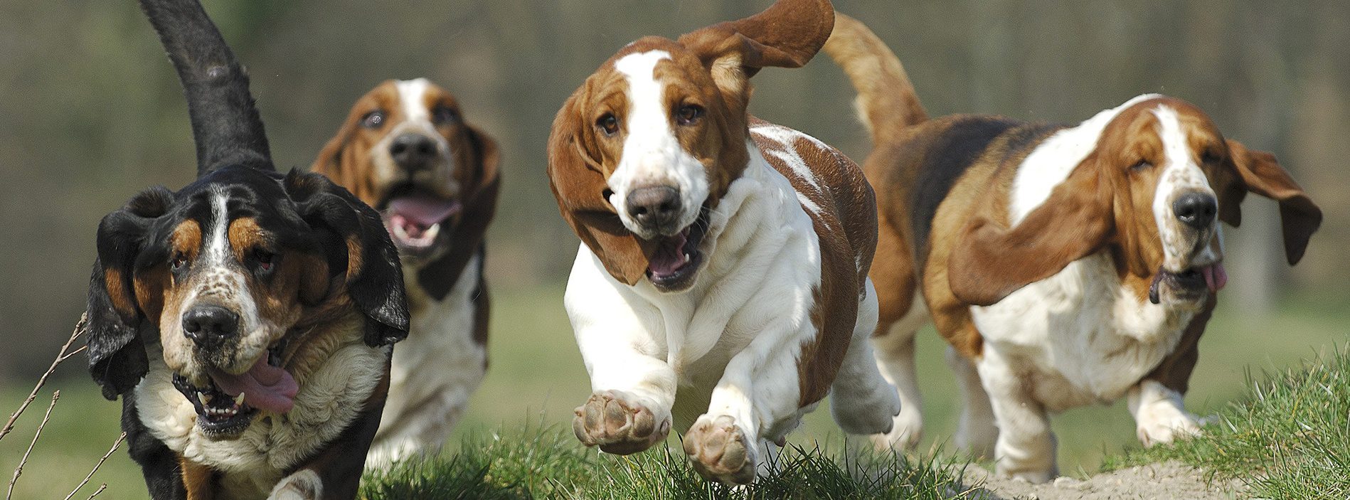 dogs-running-basset-hounds-dogs-playing-beagles-group-gallery
